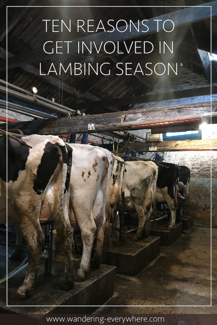 TEN REASONS TO GET INVOLVED IN LAMBING SEASON - Wandering Everywhere